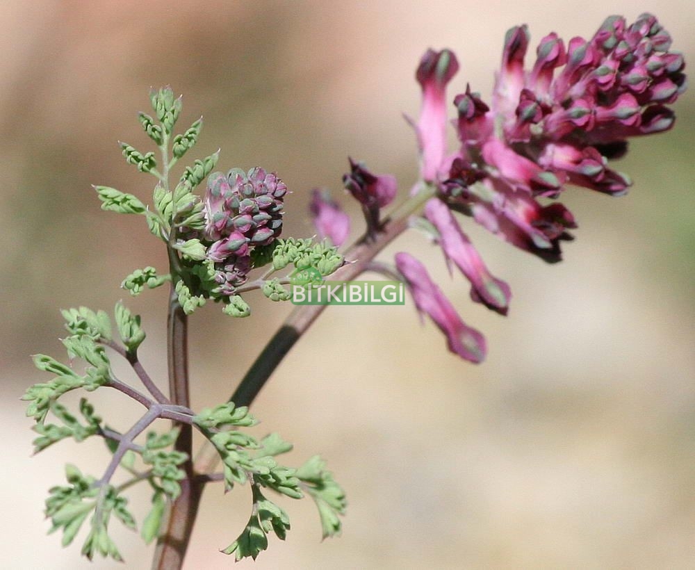 Şahtere Otu - Bitki Bilgi