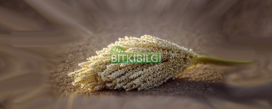 Polen Nedir ? - Bitki Bilgi