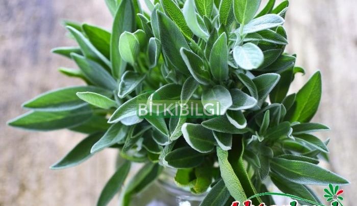 Adaçayı ve Genel Faydaları - Bitki Bilgi