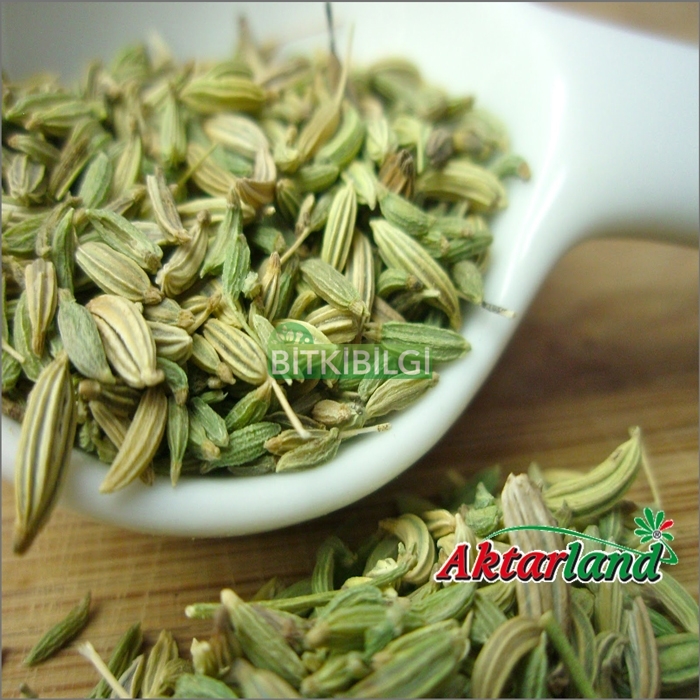 Rezene - Bitki Bilgi