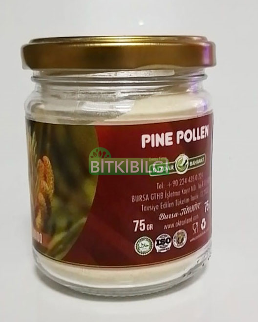 Çam Poleni - Pine Pollen - Bitki Bilgi